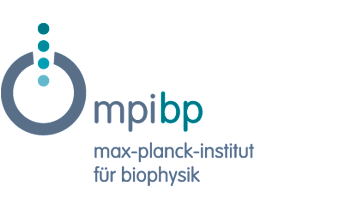 Max-Planck-Institut für Biophysik - Molekulare Neurogenetik | dasGehirn ...