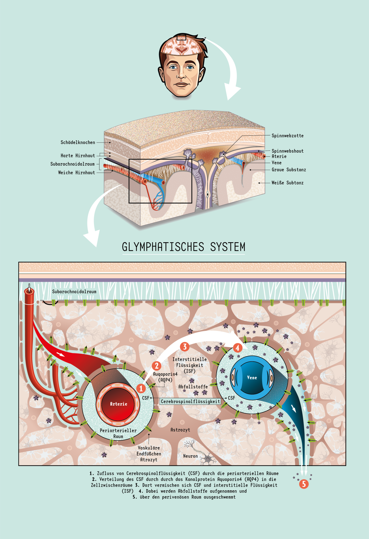 Infografik: Das glymphatische System | dasGehirn.info - der Kosmos im Kopf
