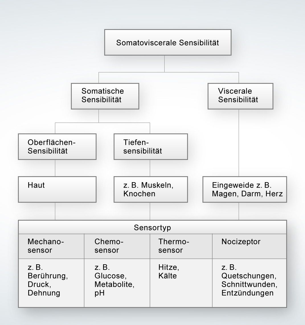 Mediathek - Bild | Schematischer Überblick über das somatosensorische ...