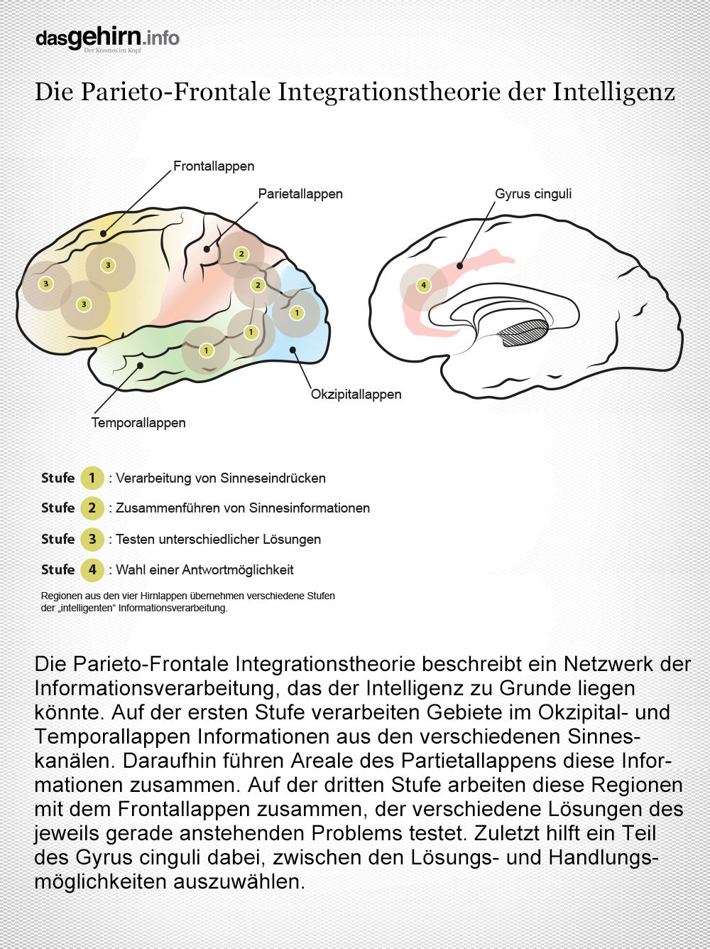 Mediathek - Bild | Infografik Anatomie: P-FIT & Intelligenz im Gehirn