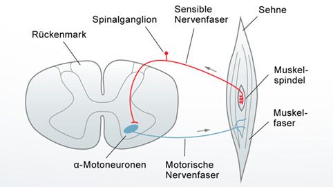 Muskeln | dasGehirn.info - der Kosmos im Kopf