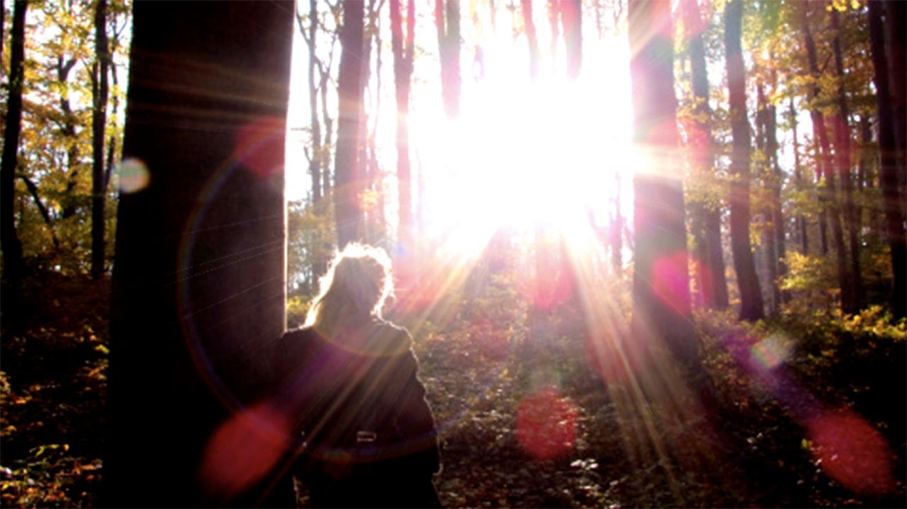 Der Sehsinn – Ein kleines Wunder von Auge bisCortexhes Wunder