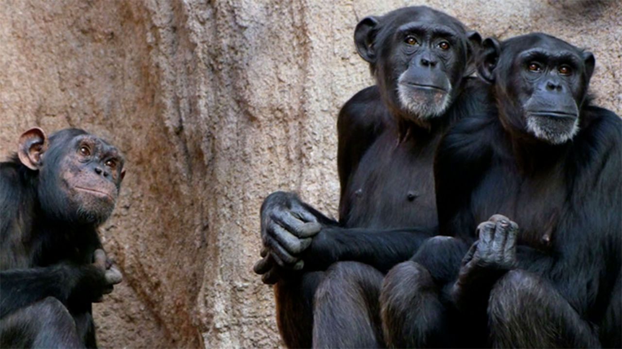 Hirnforschung: Theory of Mind und Empathie