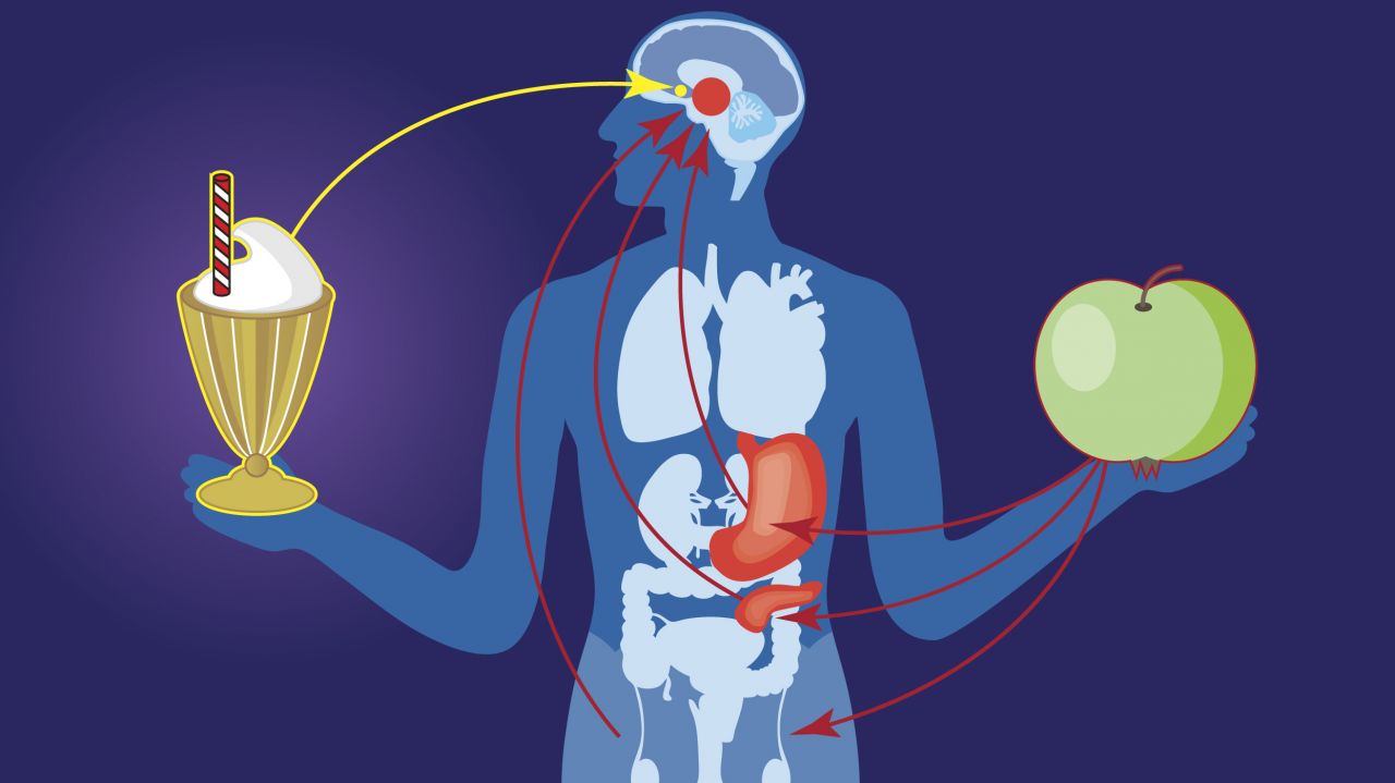 Gestörter Stoffwechsel | dasGehirn.info - der Kosmos im Kopf