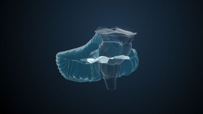 Anatomie: Der Lobus flocculonodularis im Gehirn