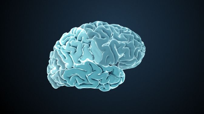 Anatomie: Der Cortex, die Graue Substanz