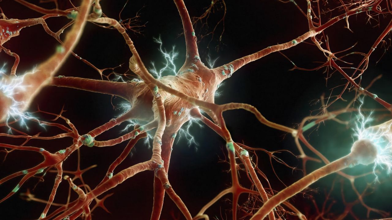 Anatomie: Der Gyrus cinguli im Cortex