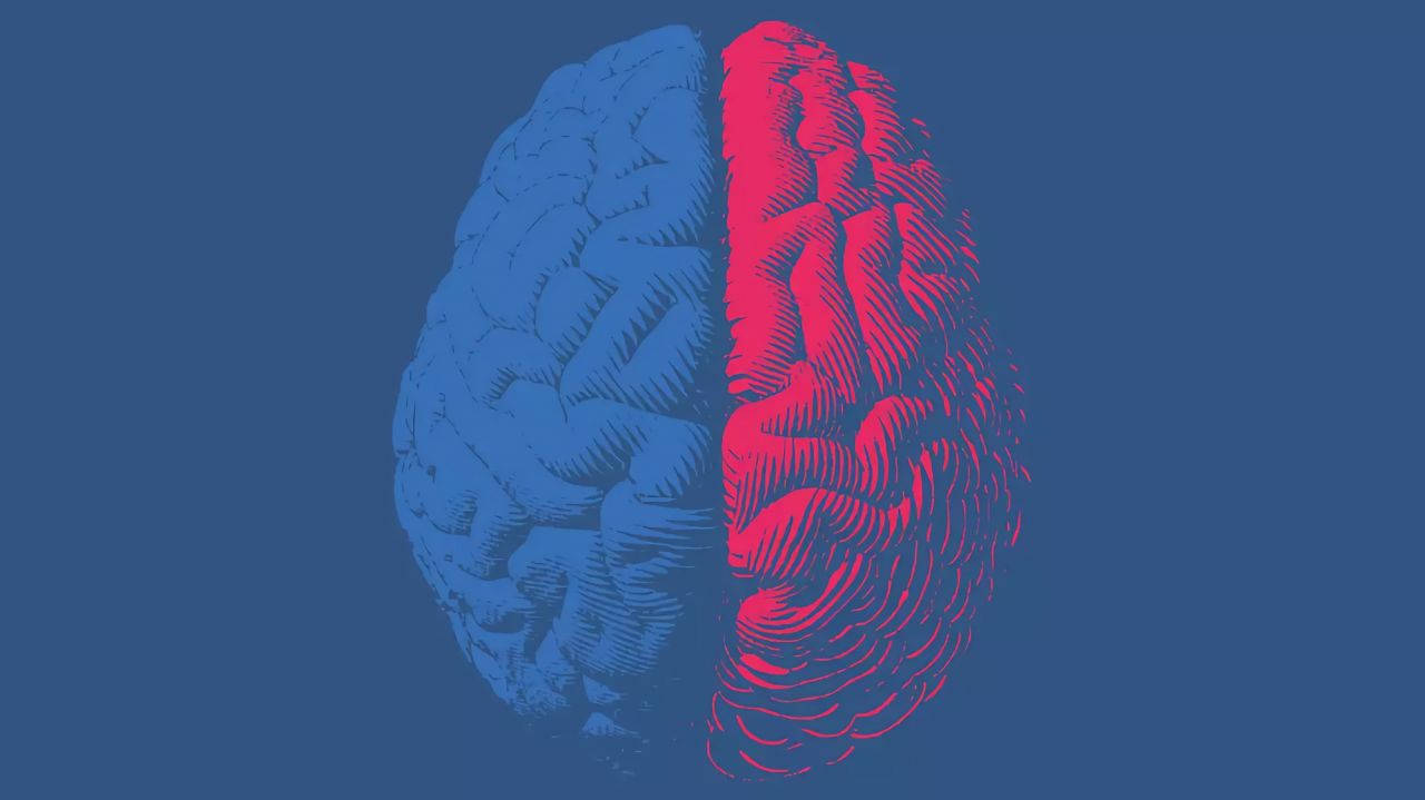 Anatomie: Präfrontale Cortex, der Frontallappen des Gehirns