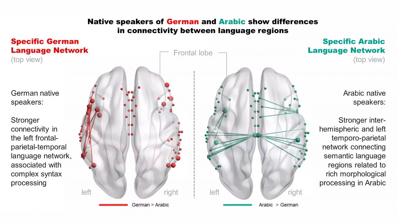 Die Anatomie der Sprache