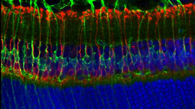 Sehen & Sehbahn: von der Netzhaut ins Gehirn