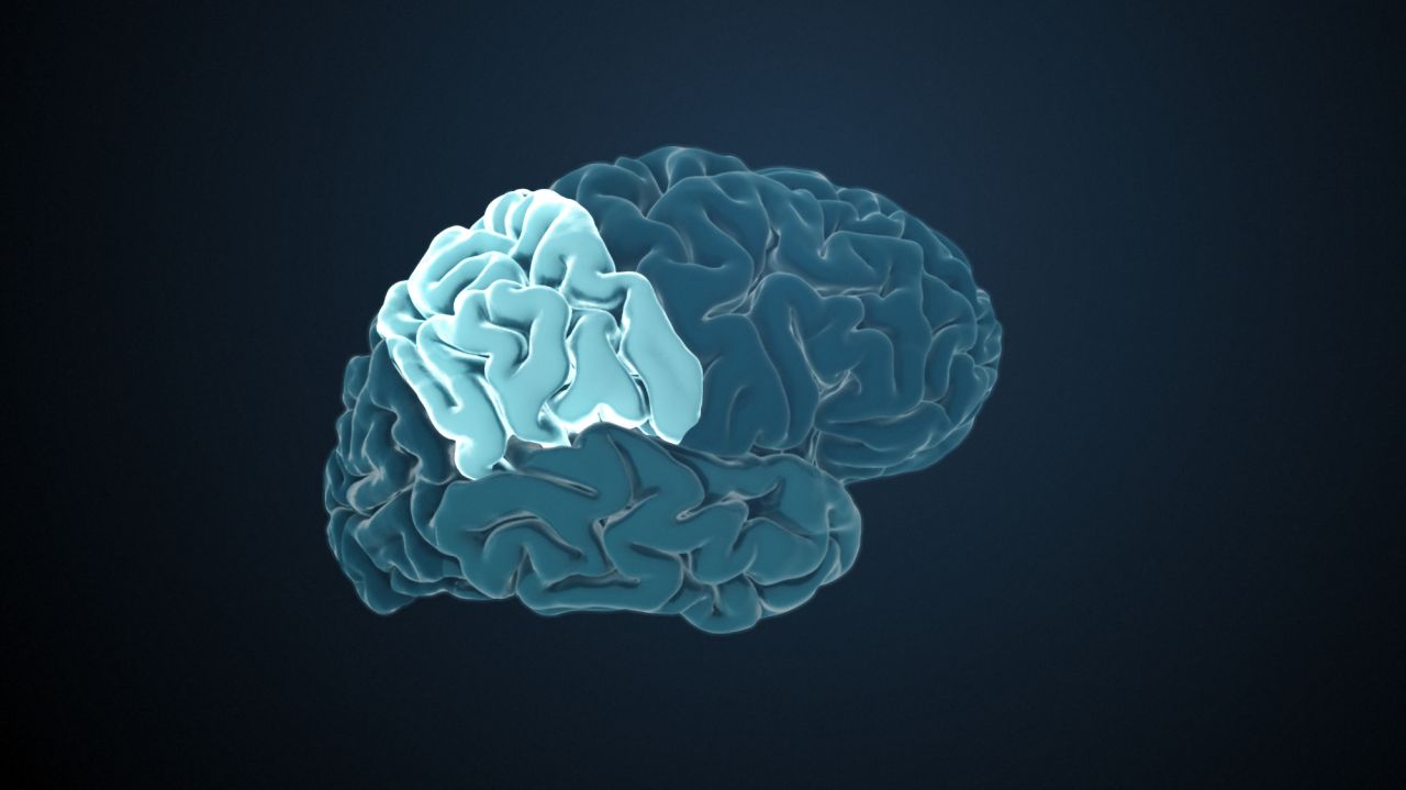 Anatomie: Präfrontale Cortex, der Frontallappen des Gehirns