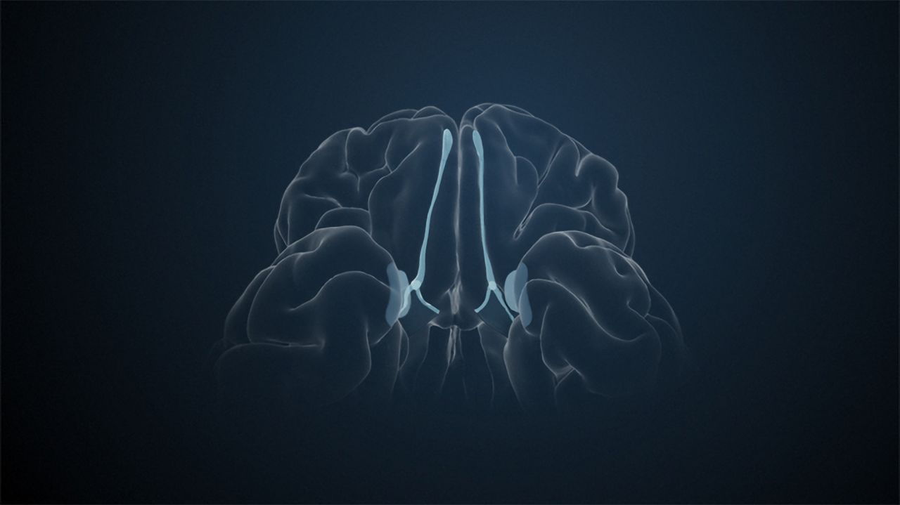 Anatomie: Präfrontale Cortex, der Frontallappen des Gehirns