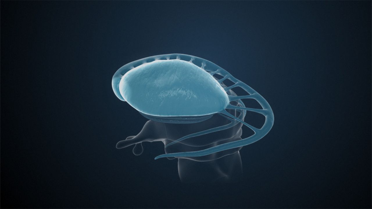 Anatomie: Das Corpus Callosum verbindet die Hemisphären des Gehirns