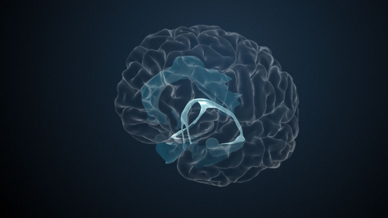 Anatomie: Präfrontale Cortex, der Frontallappen des Gehirns