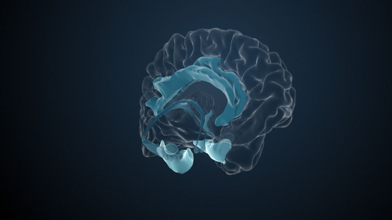 Anatomie: Präfrontale Cortex, der Frontallappen des Gehirns