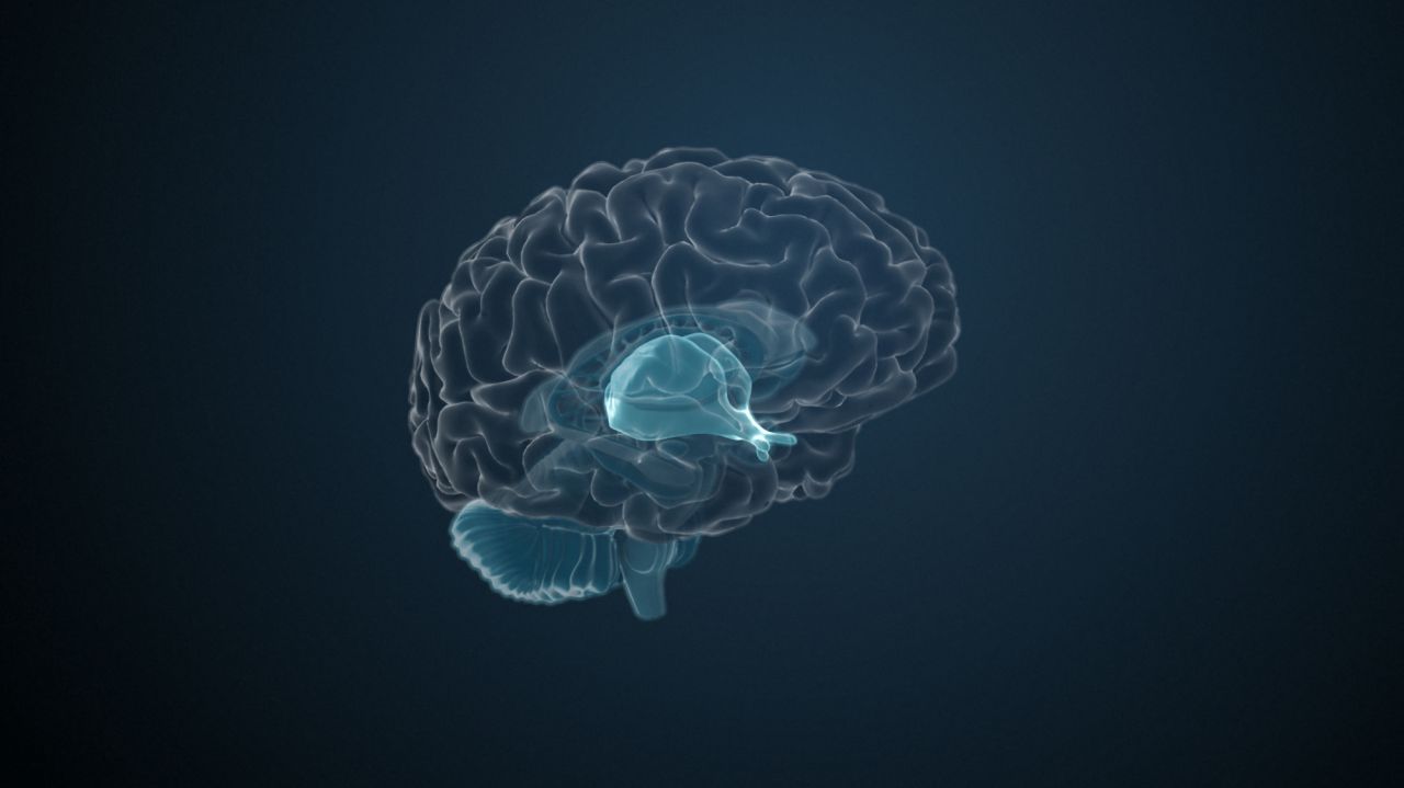 Anatomie: Präfrontale Cortex, der Frontallappen des Gehirns