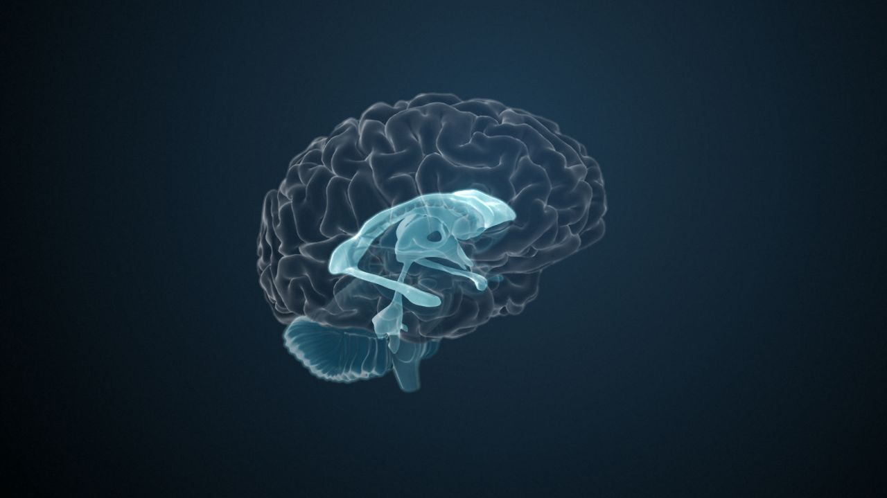 Anatomie: Präfrontale Cortex, der Frontallappen des Gehirns