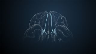Anatomie: Der Cortex, die Graue Substanz