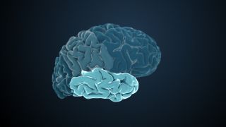 Anatomie: Geruchssinn und Riechkolben