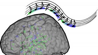 Hören von Musik aktiviert limbisches System im Gehirn