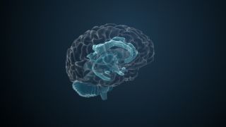 Anatomie: Der Gyrus cinguli im Cortex