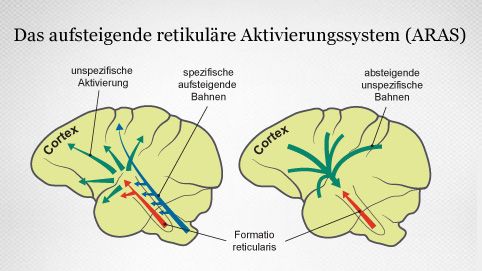 Bewusstsein | dasGehirn.info - der Kosmos im Kopf